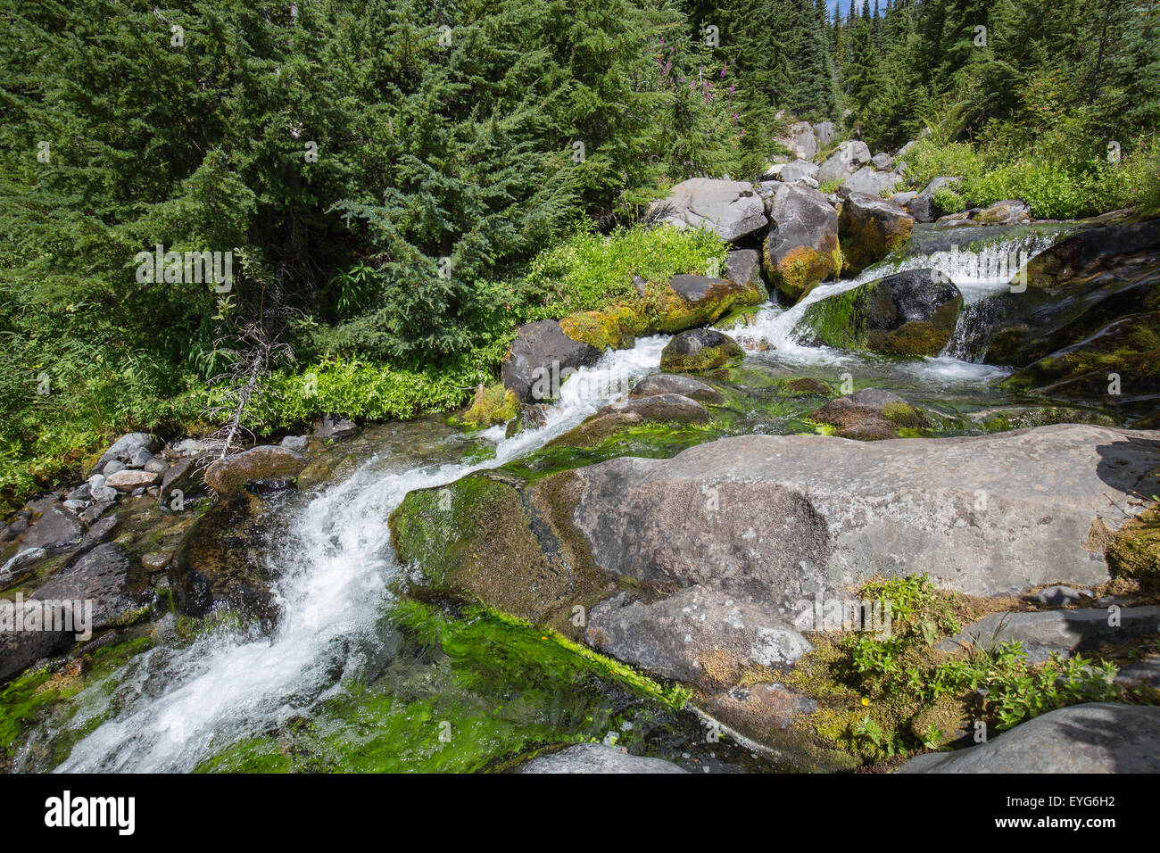 Waterfall on Mt. Rainier's Paradise River Stock Photo - Alamy