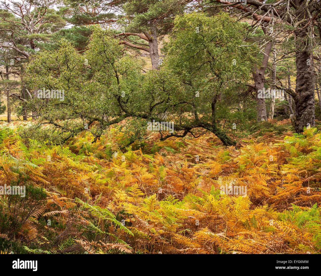 Ferns at the side of Loch Maree Stock Photo - Alamy