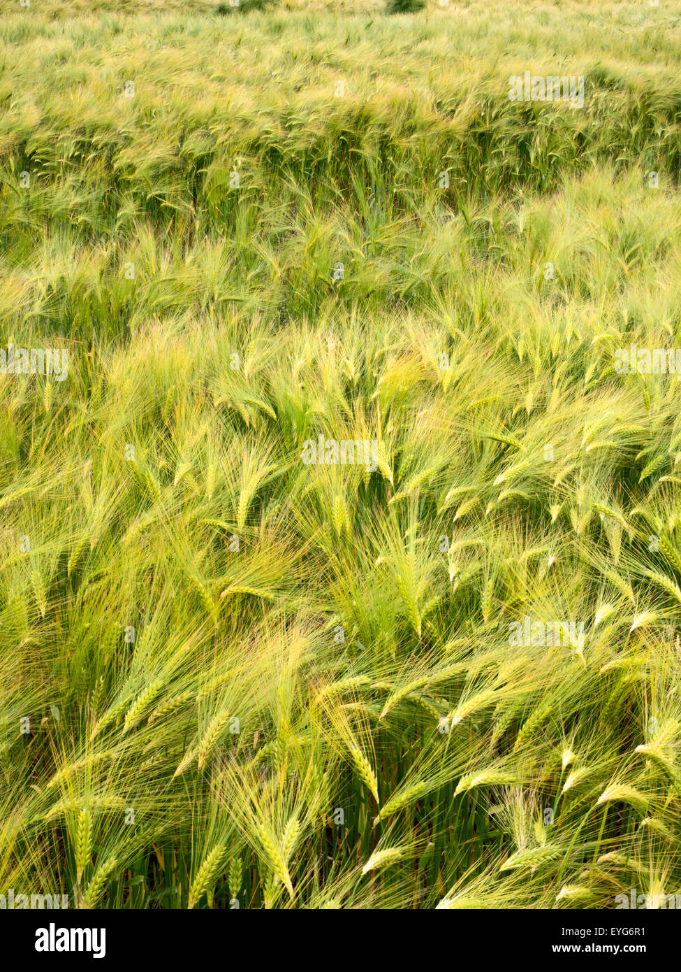 Barley british isles hi-res stock photography and images - Alamy