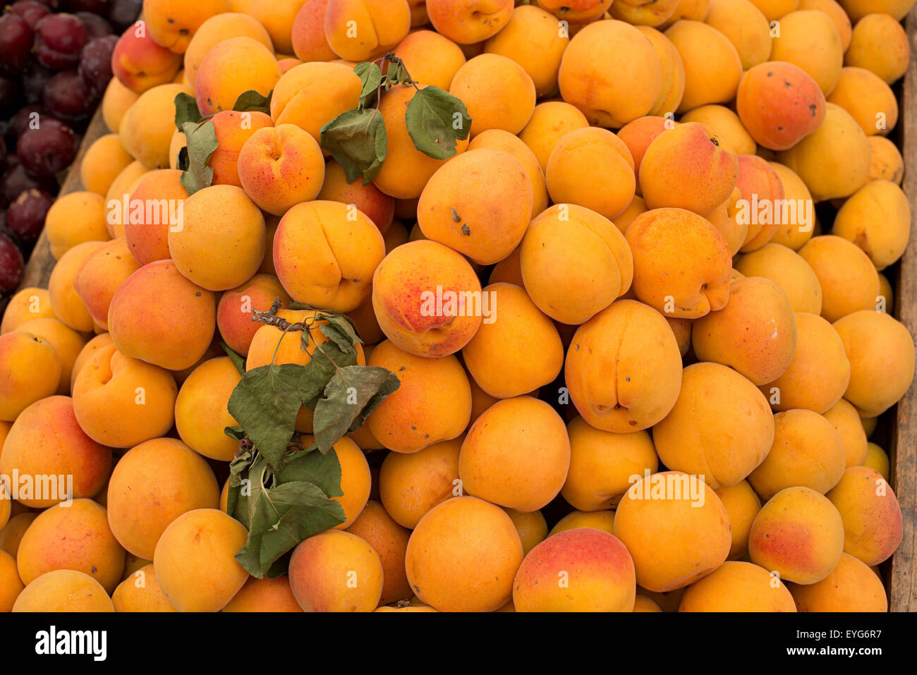 Fresh ripe apricots in a market Stock Photo - Alamy