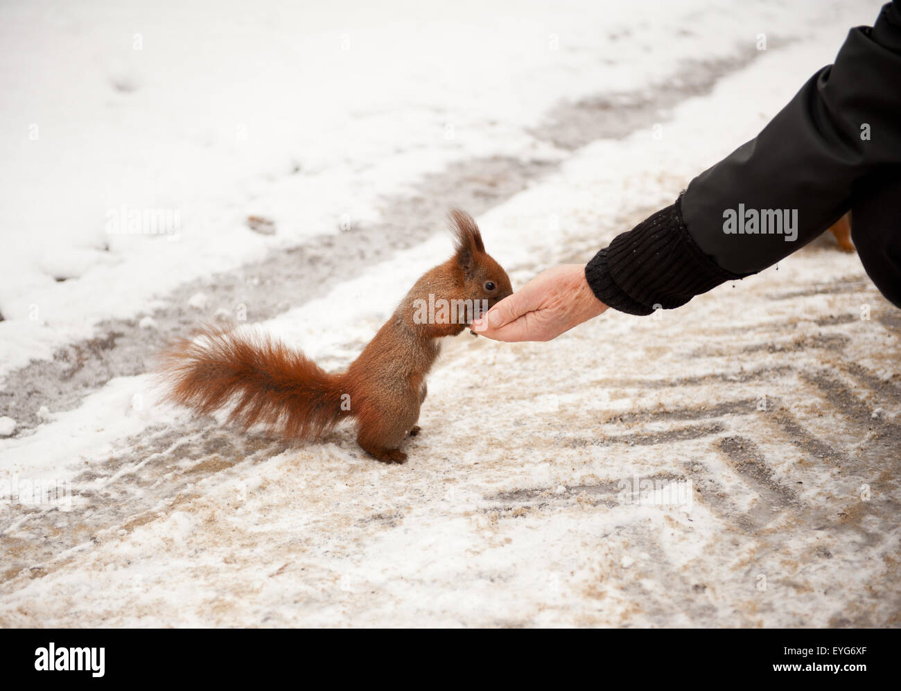 Man feeding hungry squirrel Stock Photo - Alamy