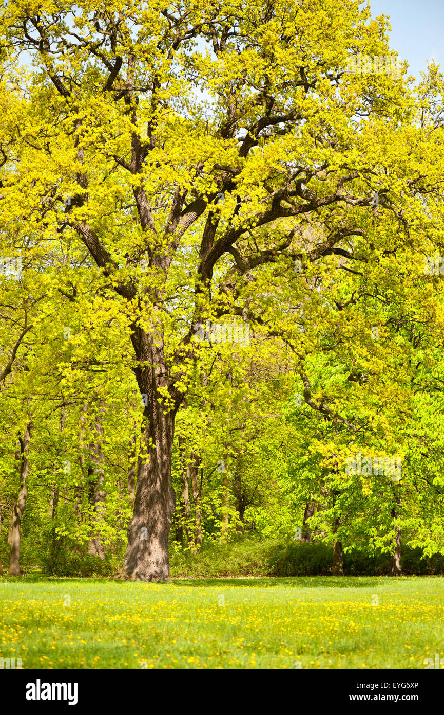 Large spring oak tree Stock Photo - Alamy