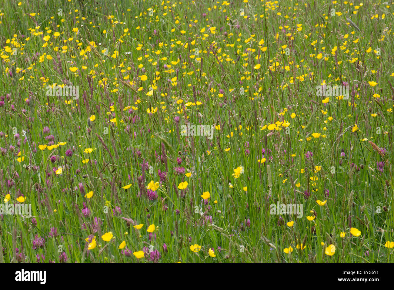 Buttercups backdrop hi-res stock photography and images - Alamy