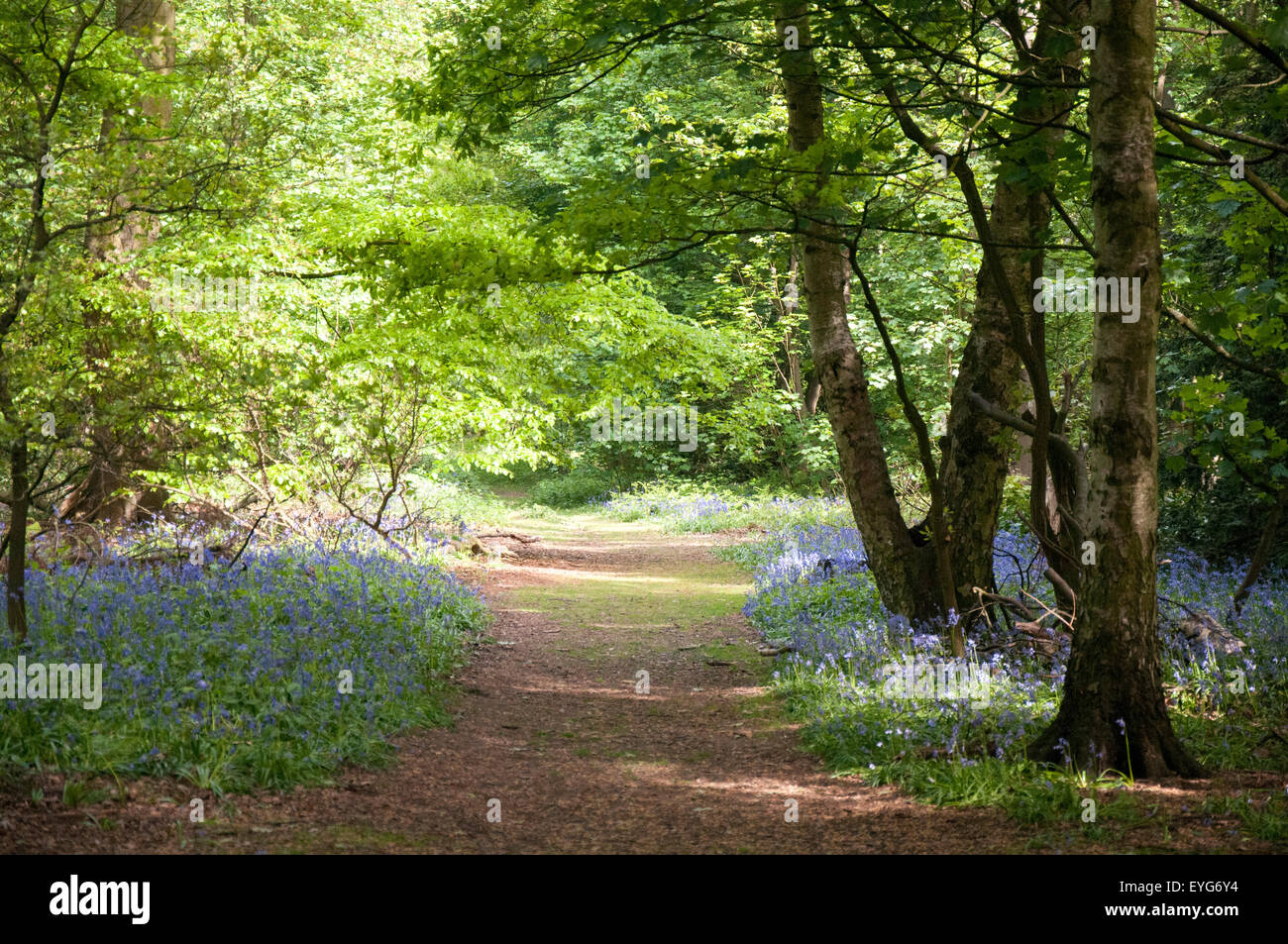 Rufford park nottinghamshire england hi-res stock photography and ...