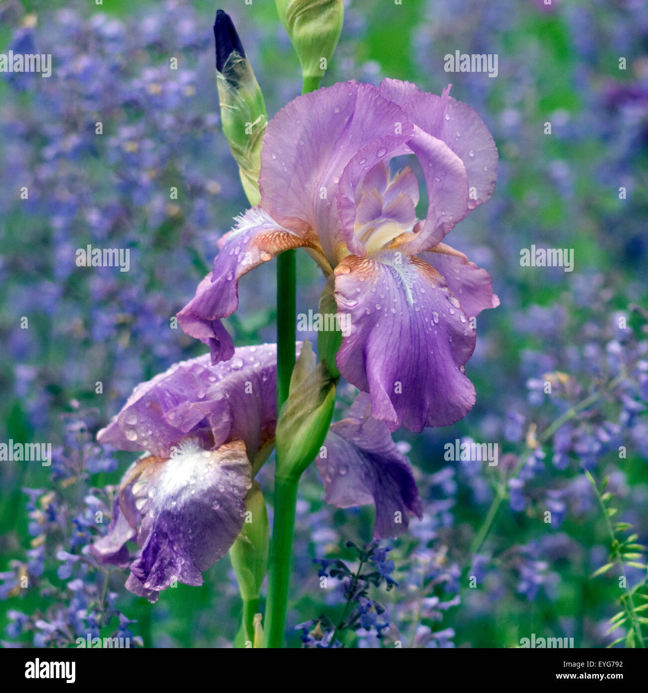 Iris Barbata elatior Stock Photo - Alamy