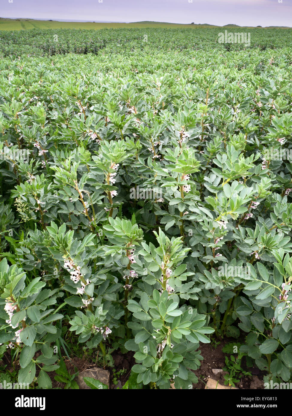Broad Bean Crop in Flower Growing in a Field near Hauxley Amble by the ...