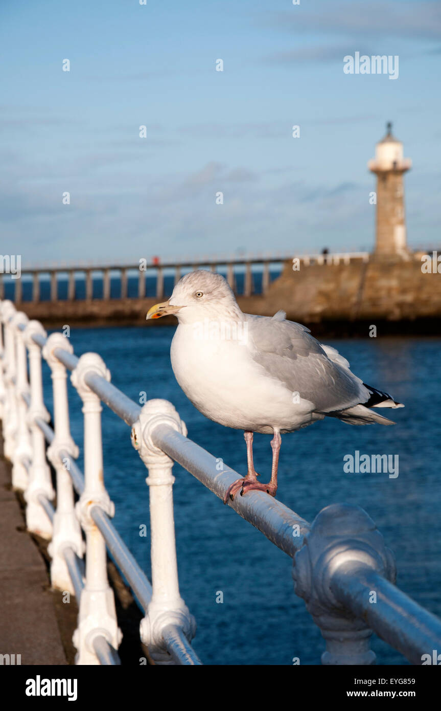 A seagull on Whitby Pier, North Yorkshire England UK Stock Photo - Alamy