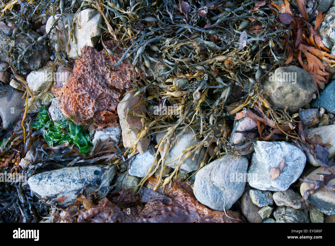 Seaweed on the beach at Tokavaig on the Isle of Skye, Scotland UK Stock ...
