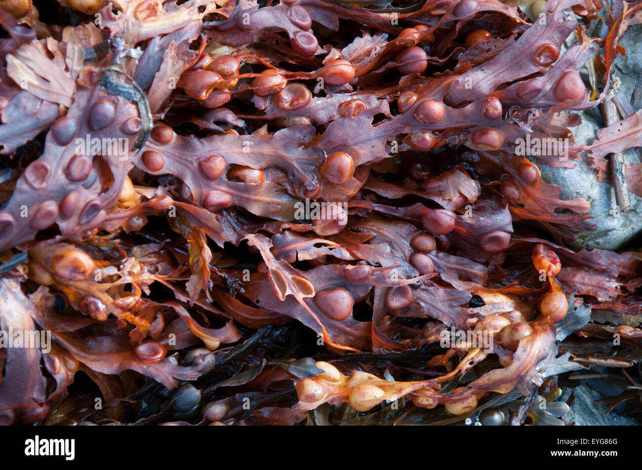 Seaweed on the beach at Tokavaig on the Isle of Skye, Scotland UK Stock ...
