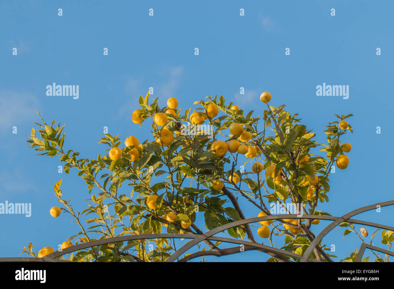 Branches of a Lemon tree full of yellow ripe fruits in a sunny day ...