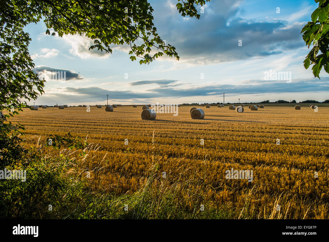 group of freshly cut straw bales in a field at sunset Stock Photo - Alamy