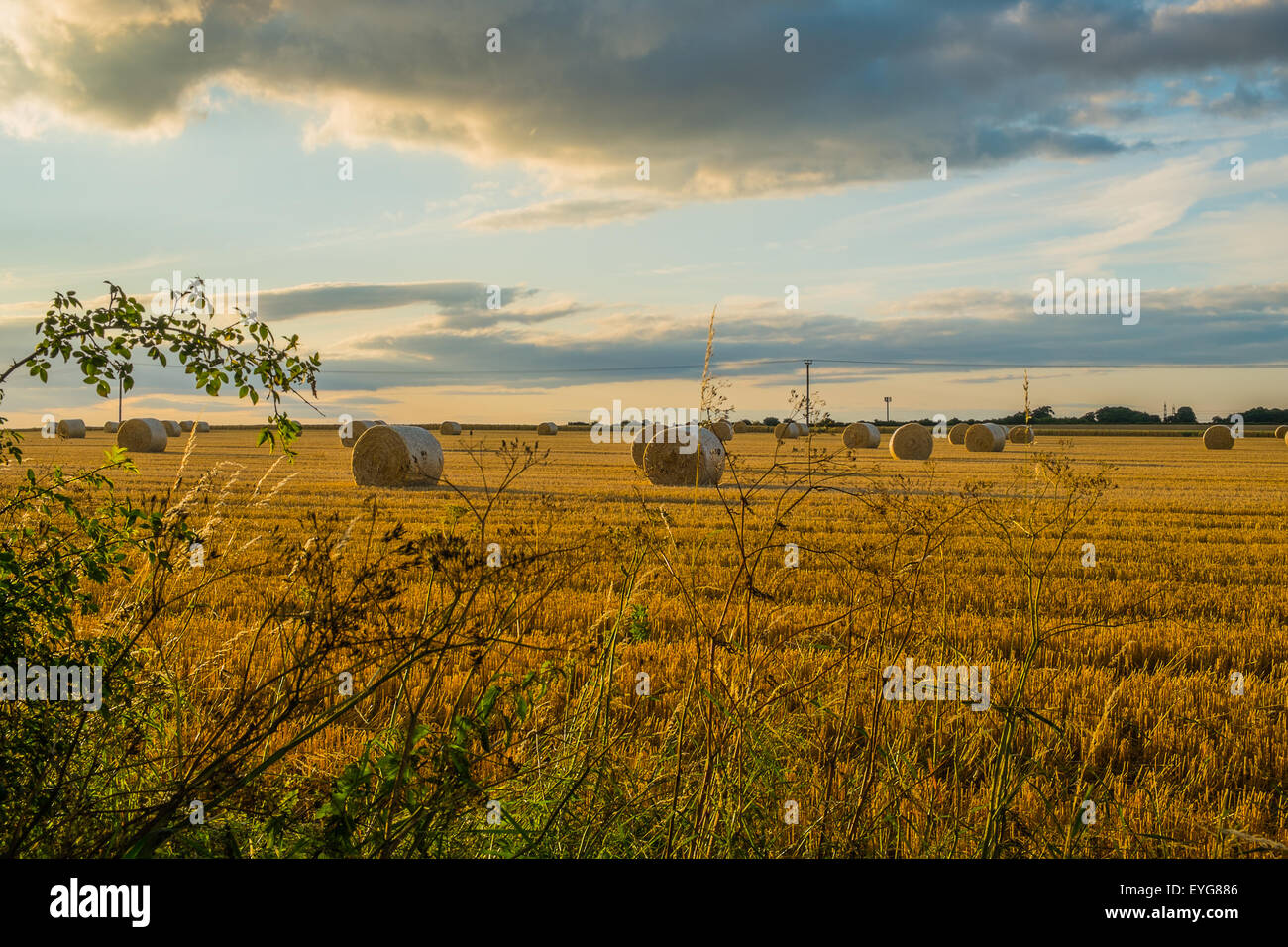 group of freshly cut straw bales in a field at sunset Stock Photo - Alamy
