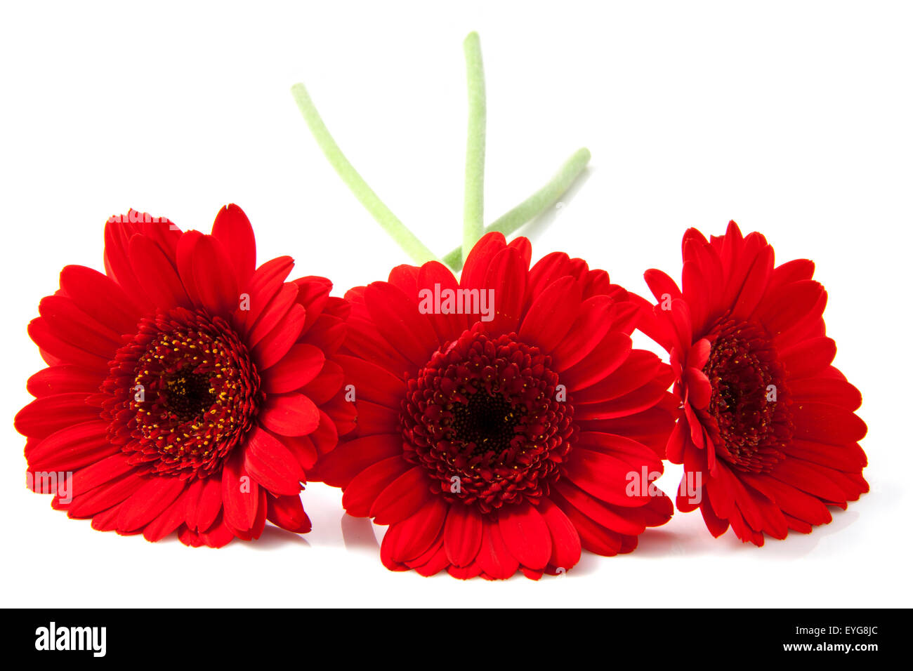 Funeral red rose flowers Cut Out Stock Images & Pictures - Alamy