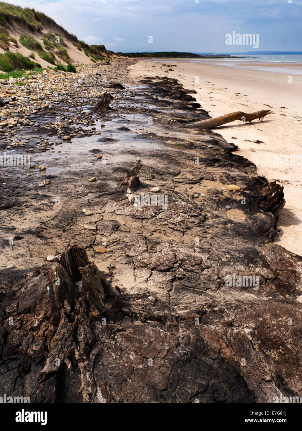 Tree Trunk Remains in Ancient Peat on Hauxley Beach near Amble by the ...