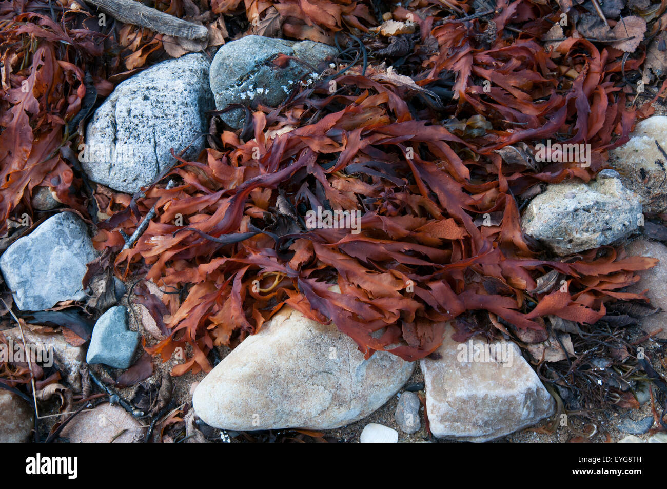 Seaweed on the beach at Tokavaig on the Isle of Skye, Scotland UK Stock ...