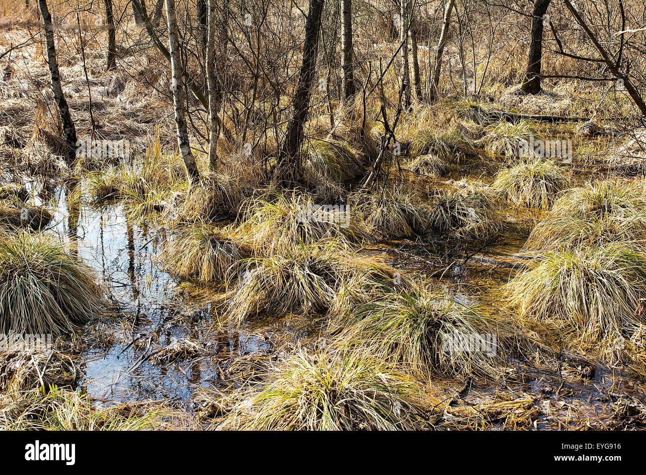 Swamps in the forest Stock Photo - Alamy