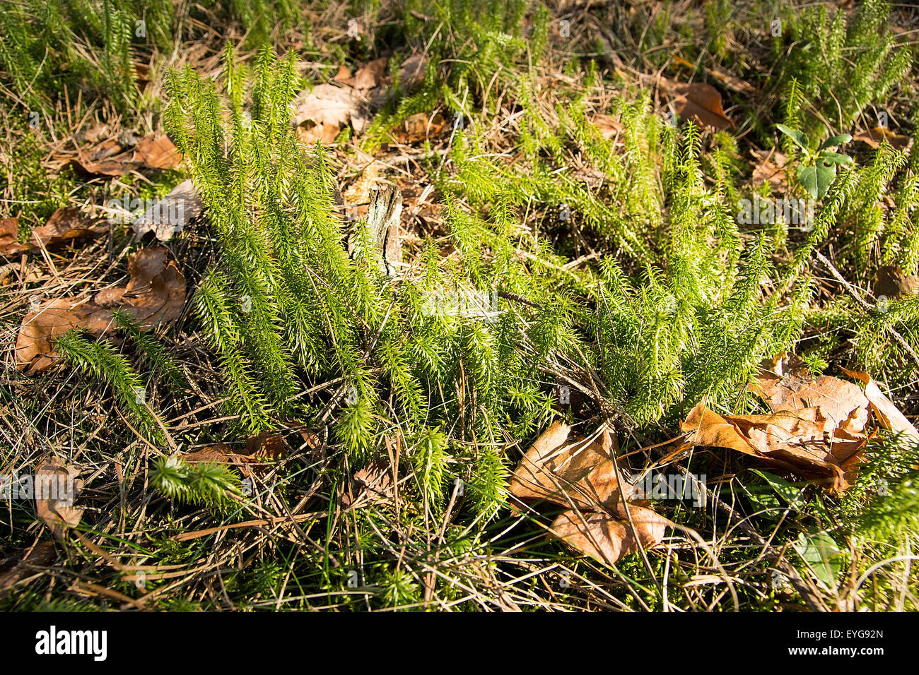 Lycopodium hi-res stock photography and images - Alamy