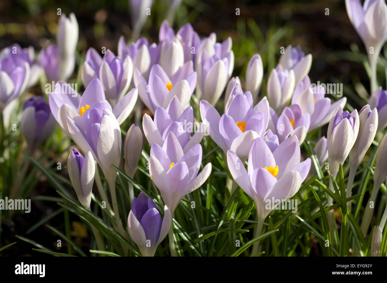 Crocus Field High Resolution Stock Photography and Images - Alamy