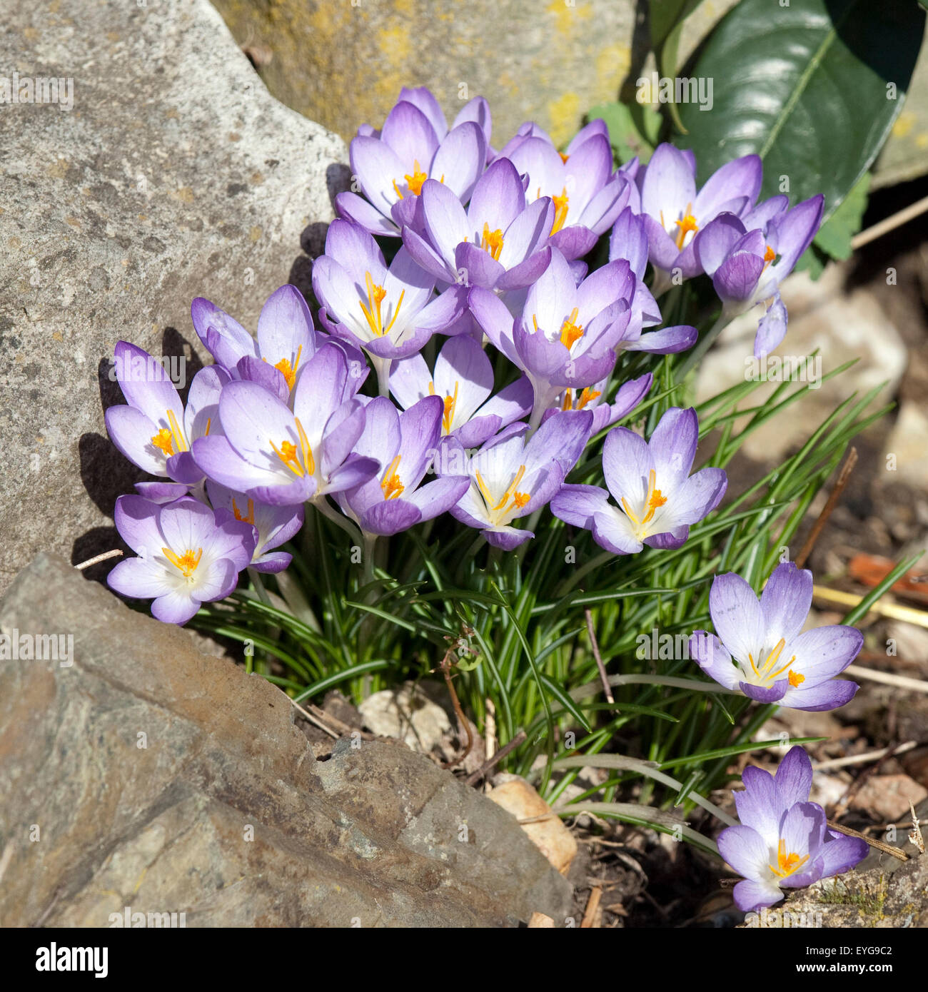 Tommasinianus crocus hi-res stock photography and images - Alamy