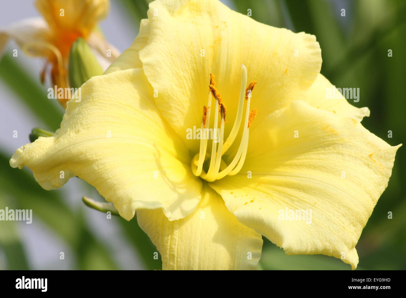The ‘Stella Supreme’ lily (Hemerocallis) is a popular perennial, it ...