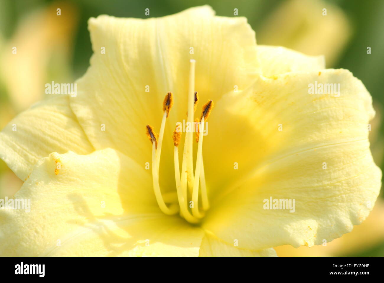 Lemon Yellow Flowers