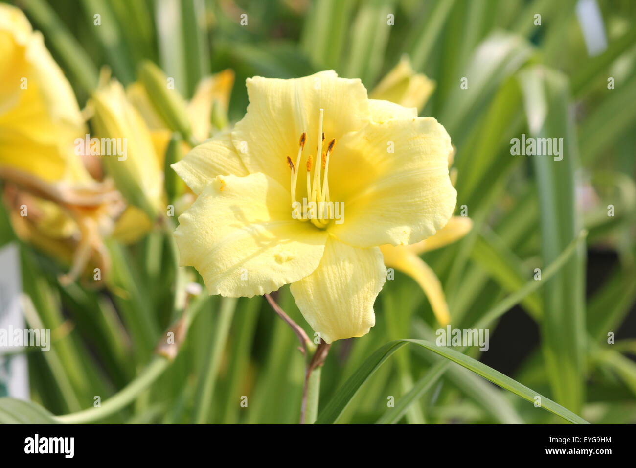 The ‘Stella Supreme’ lily (Hemerocallis) is a popular perennial, it ...