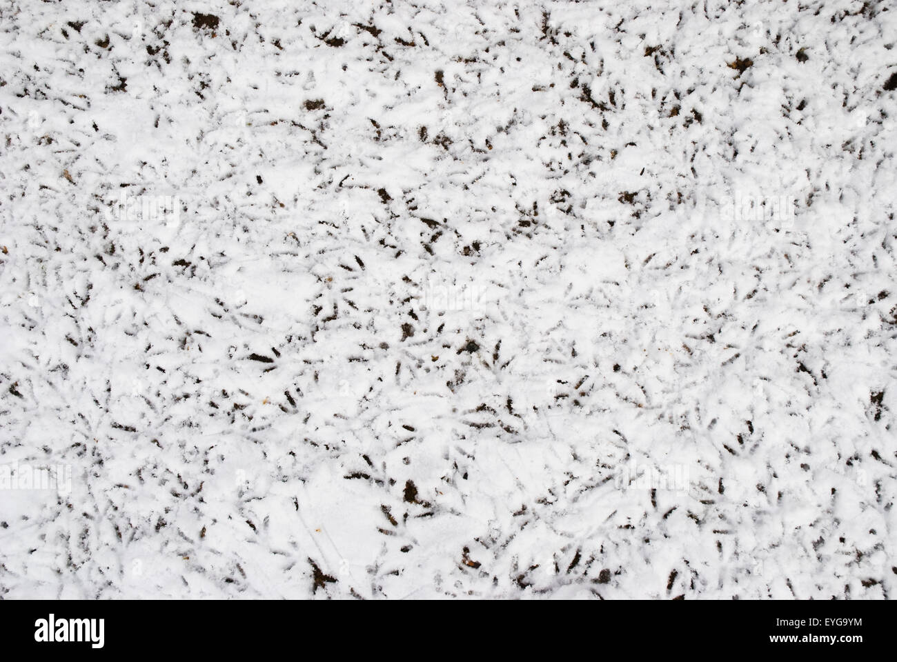 Uk, Bird Footprints And Tracks On Snow; London Stock Photo - Alamy