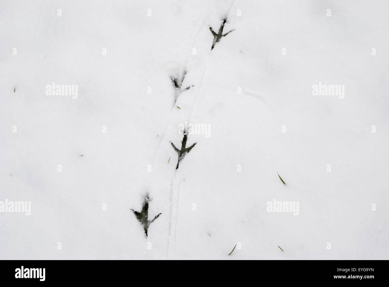Uk, Bird Footprints And Tracks On Snow; London Stock Photo - Alamy