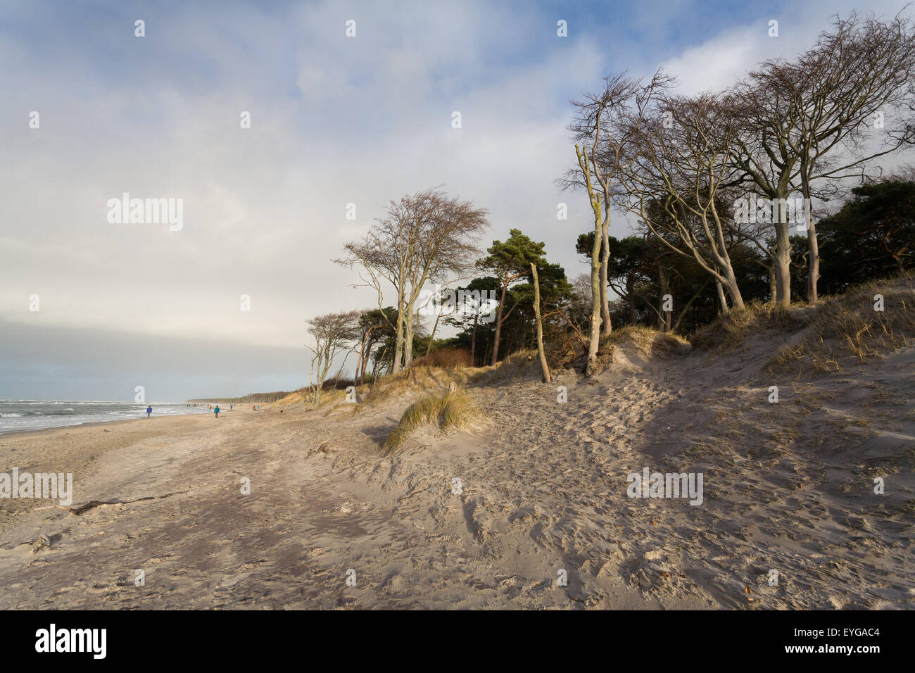 Ahrenshoop, Germany, Windfluechter on the coast from the west beach ...