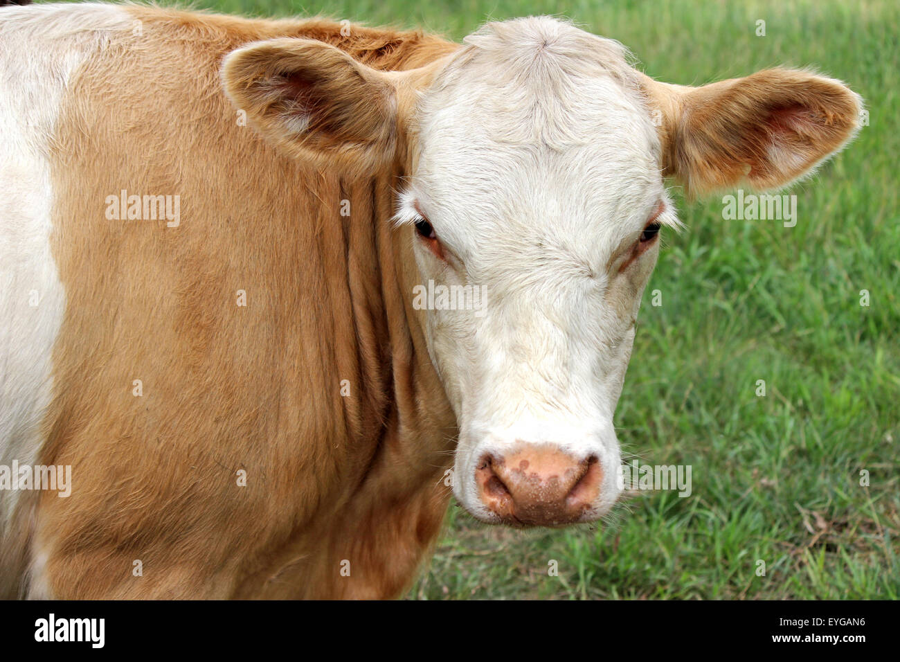 Meat agriculture agricultural grazer field countryside hi-res stock ...
