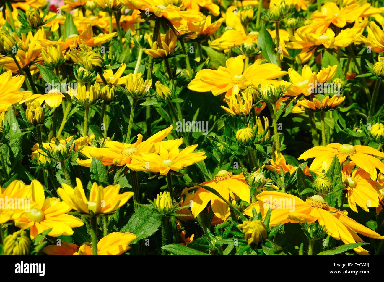 Pretty yellow flowers Stock Photo - Alamy