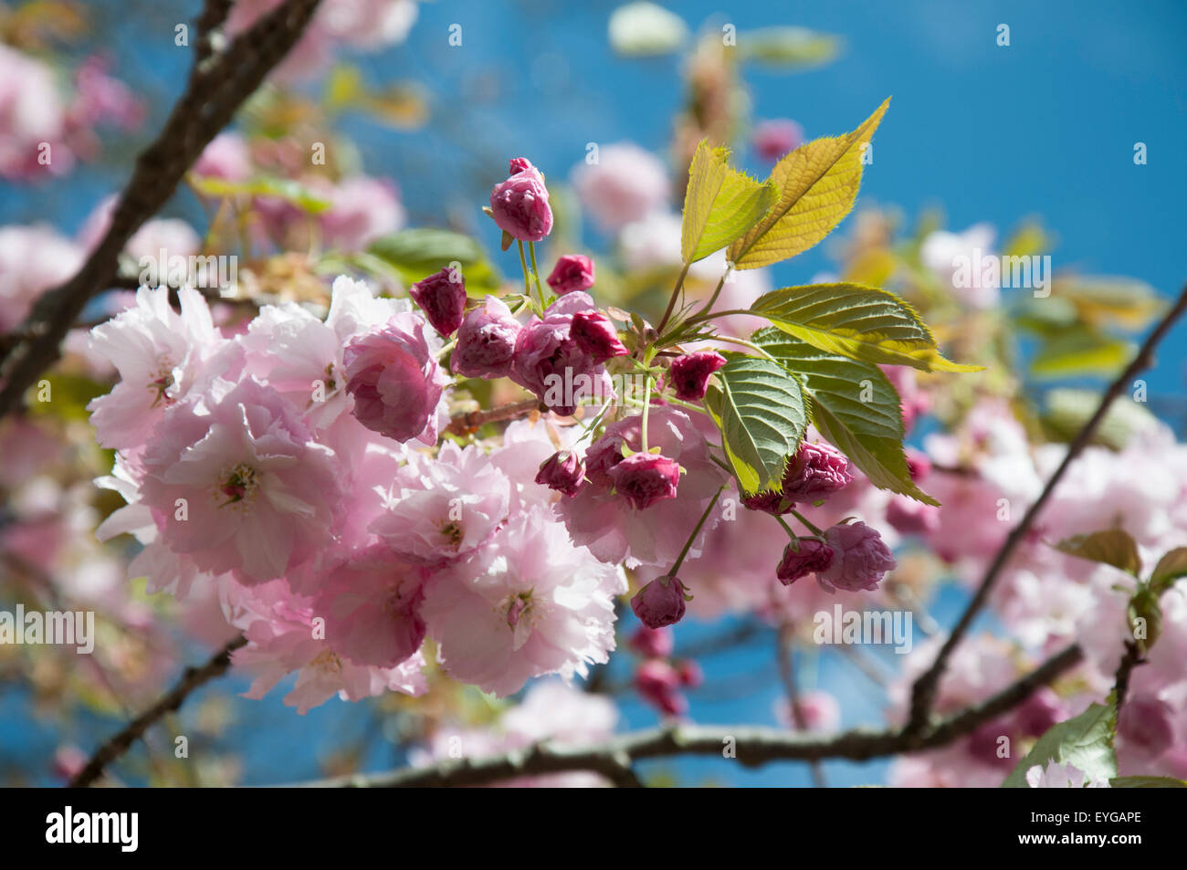 Spring at Nottingham Castle, Nottinghamshire England UK Stock Photo - Alamy