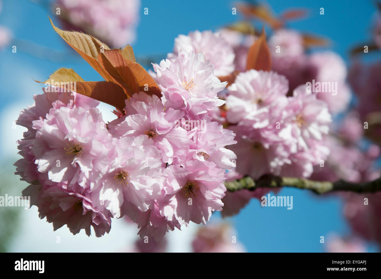 Spring at Nottingham Castle, Nottinghamshire England UK Stock Photo - Alamy
