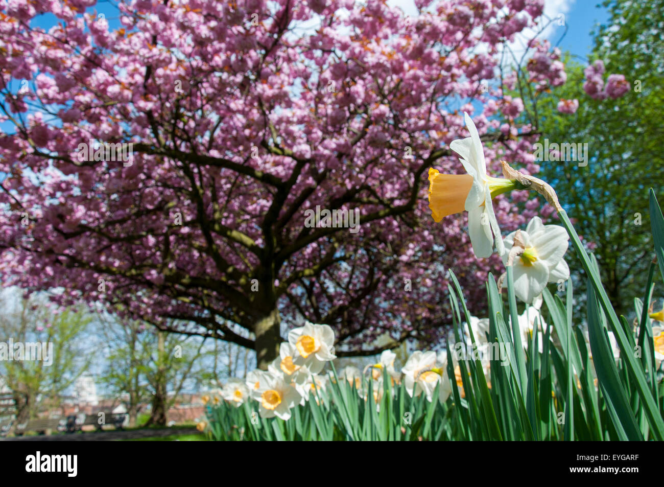 Tracey castle hi-res stock photography and images - Alamy