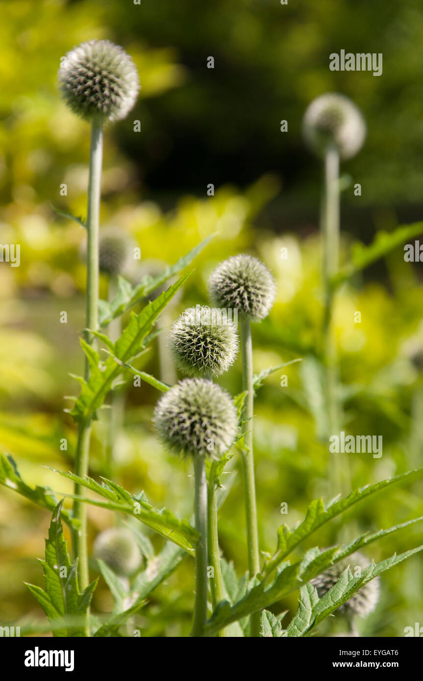Woodthorpe Park in Nottingham, Nottinghamshire England UK Stock Photo ...