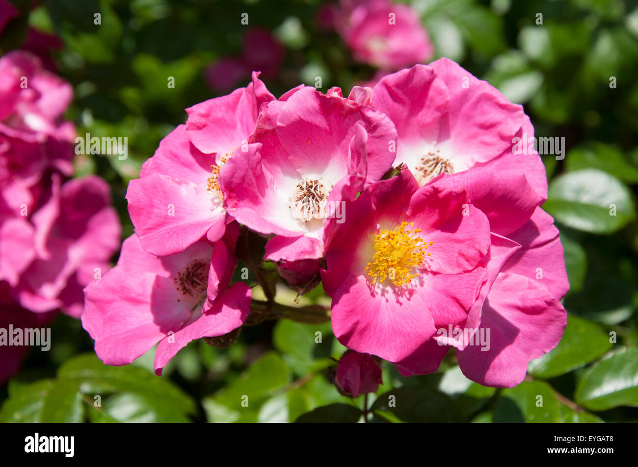Woodthorpe Park in Nottingham, Nottinghamshire England UK Stock Photo ...