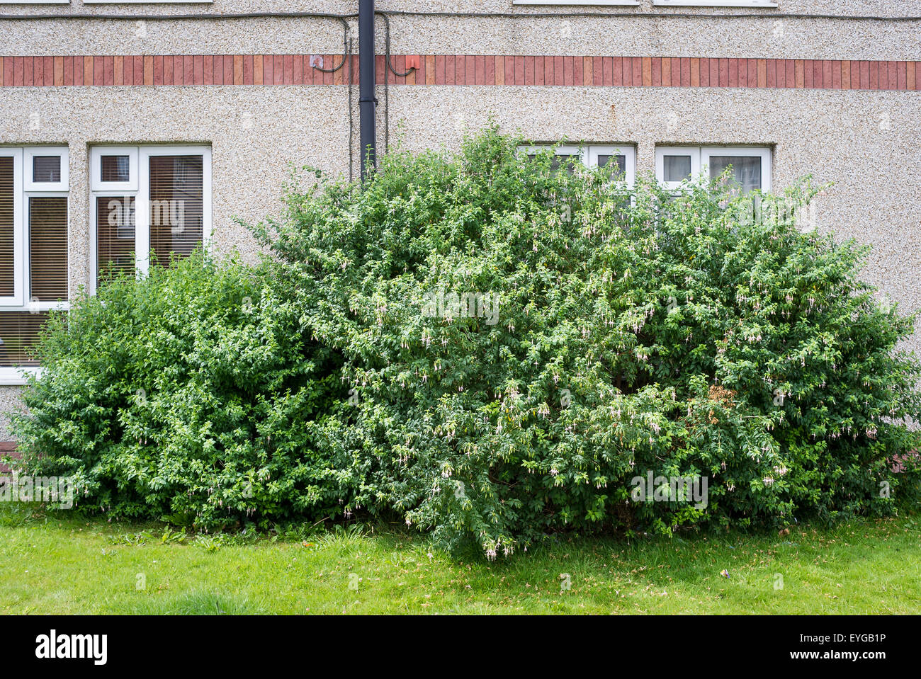 Hardy fuchsia hi-res stock photography and images - Alamy