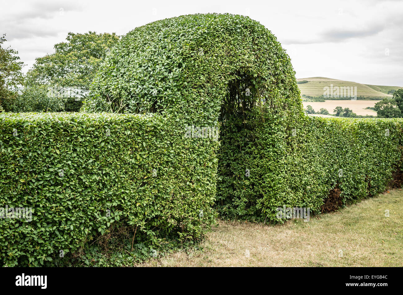 Privet hedge hi-res stock photography and images - Alamy