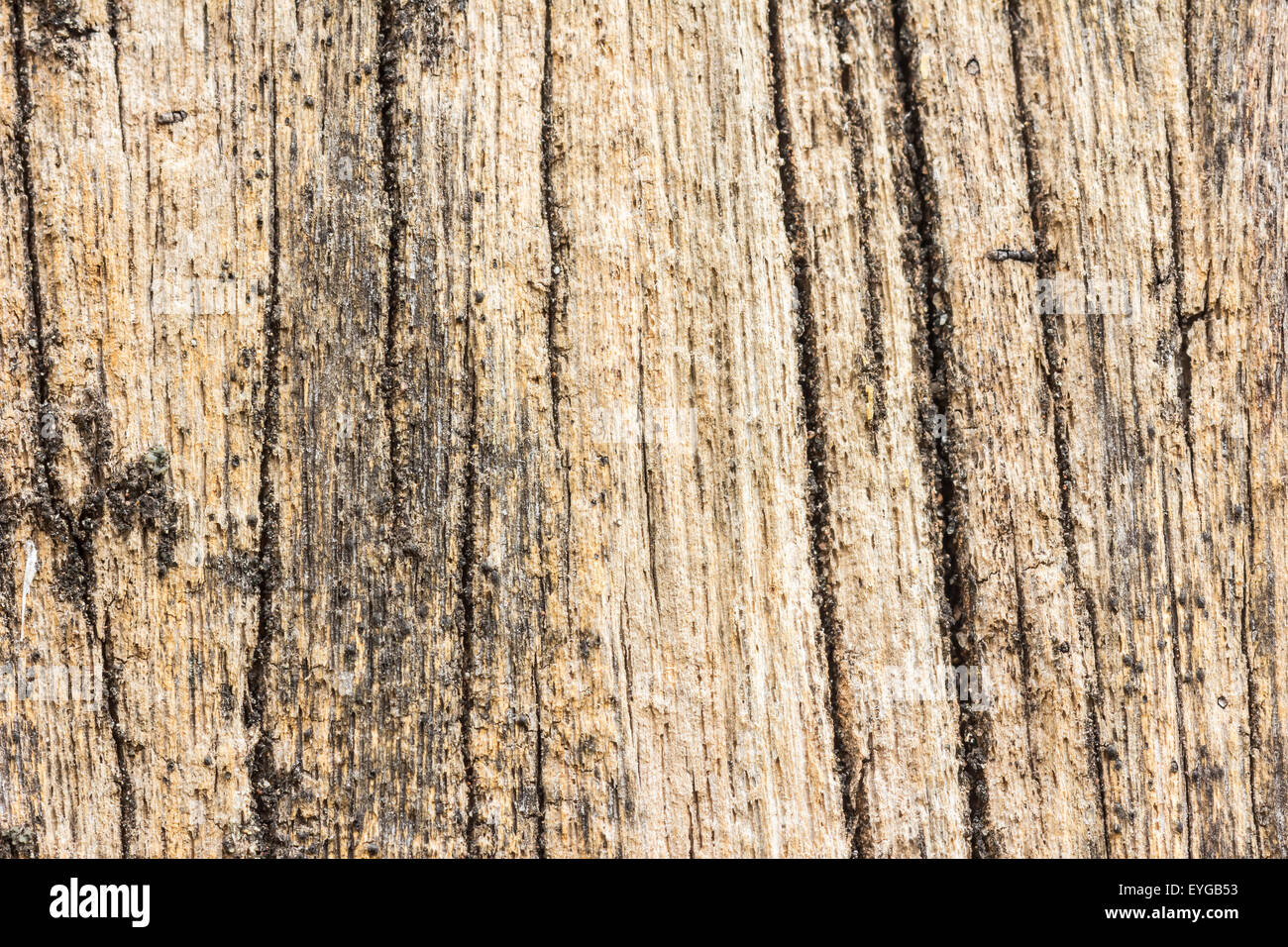 Tree Log Texture