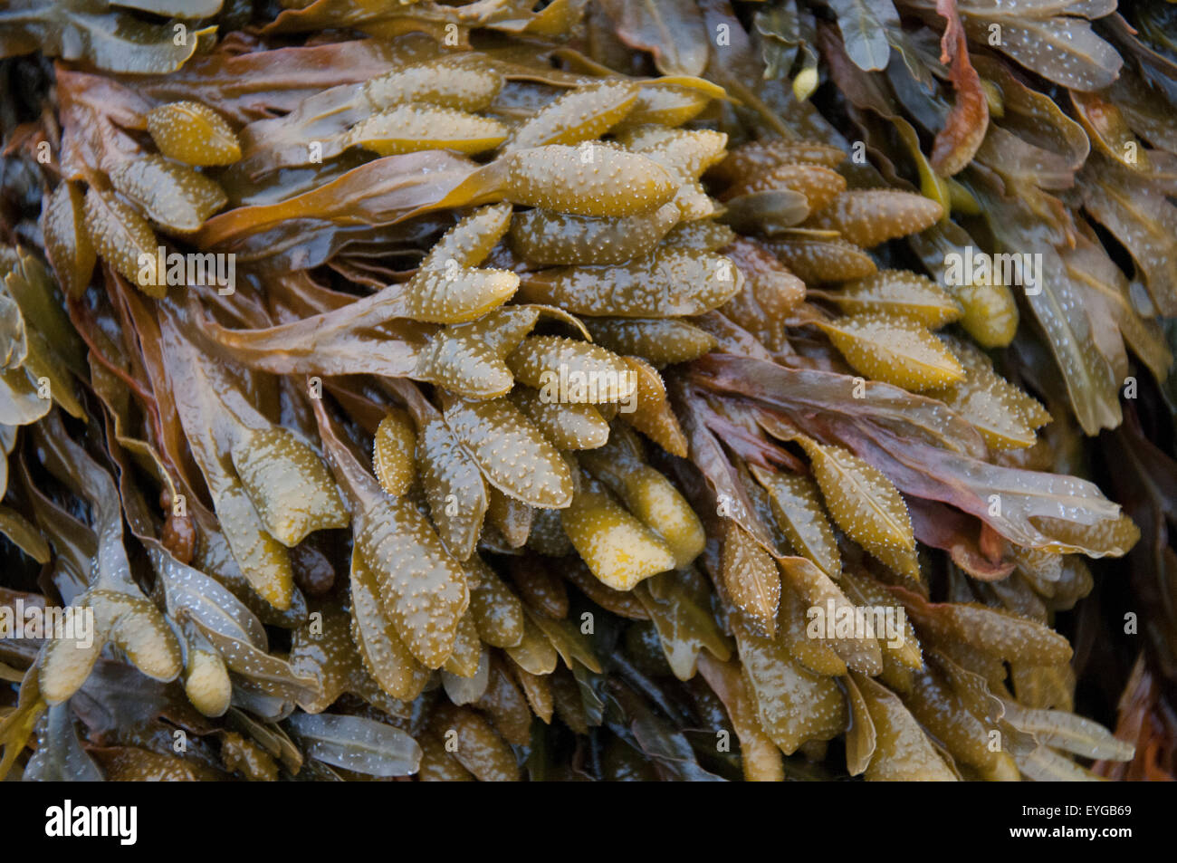 Close up of seaweed on the beach at Whitesands Bay, Pembrokeshire West ...