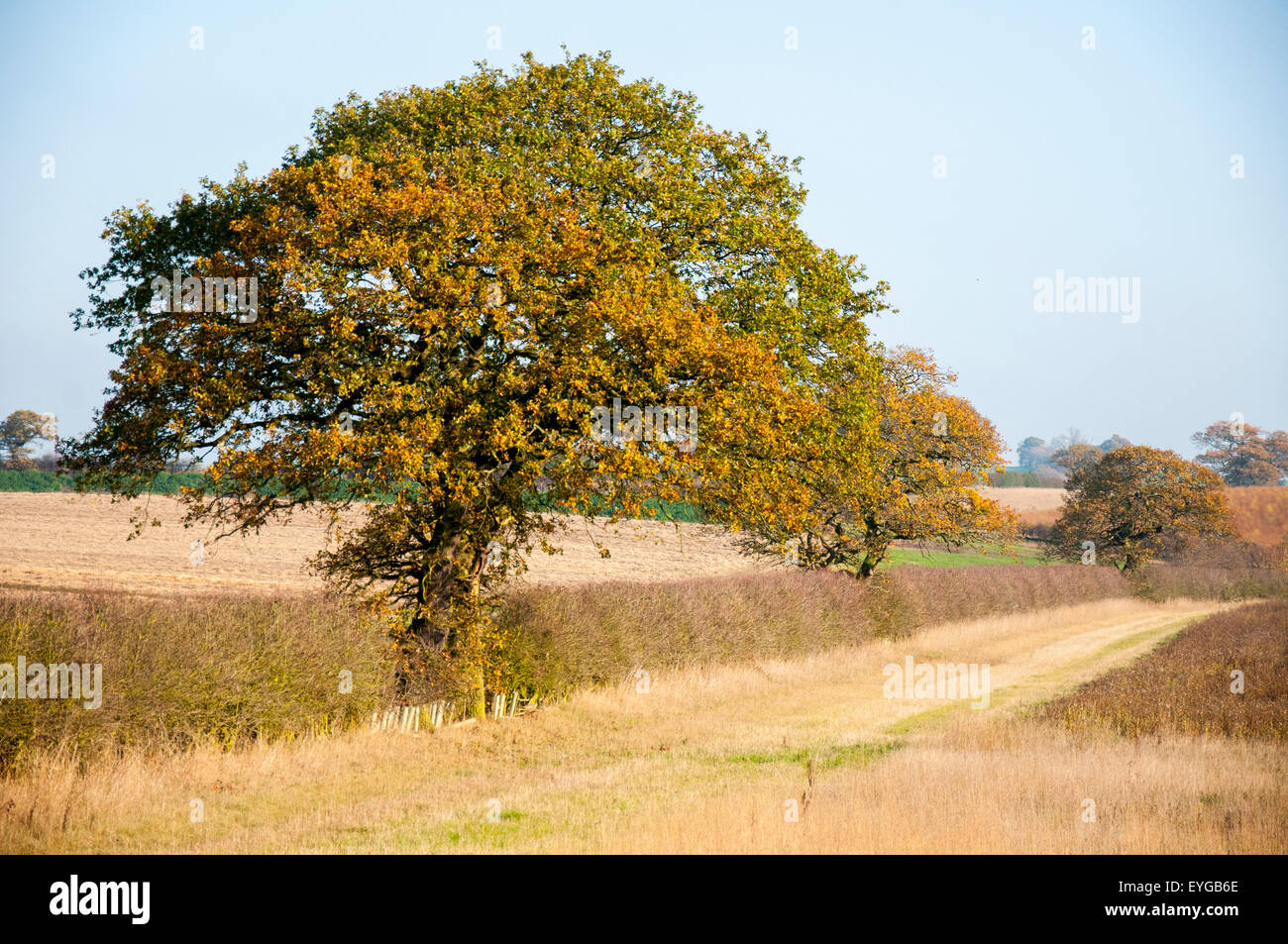 Autumnal Trees in Blidworth, Nottinghamshire England UK Stock Photo - Alamy