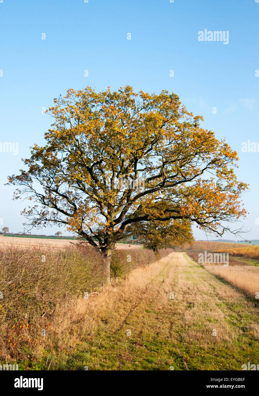 Autumnal Trees in Blidworth, Nottinghamshire England UK Stock Photo - Alamy