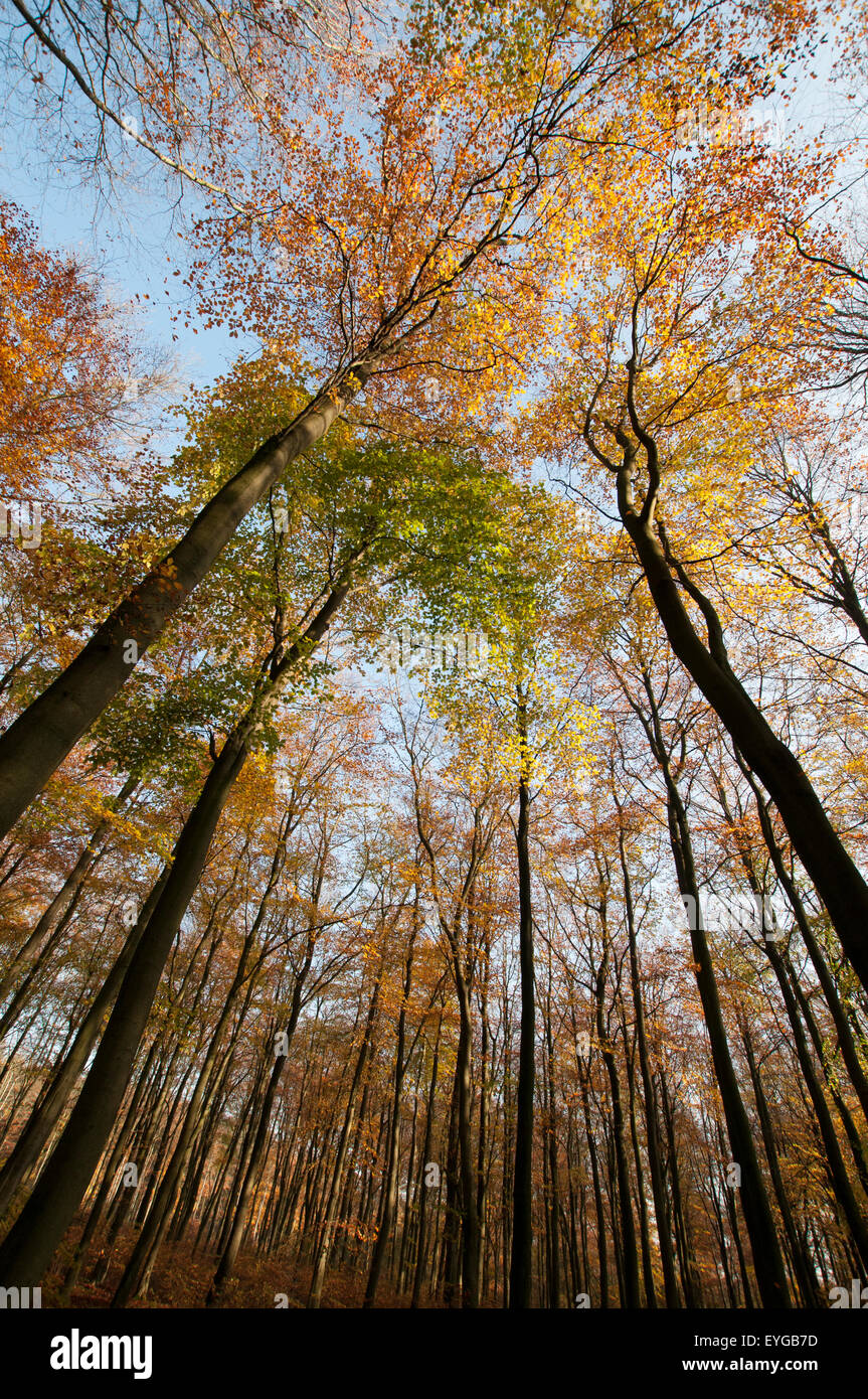 Autumn in Nomanshill Woods, near Sutton in Ashfield Nottinghamshire ...