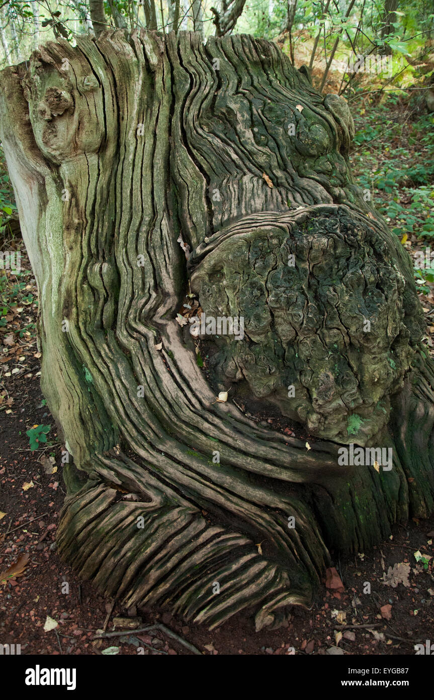 A gnarled old tree stump at Sherwood Forest National Nature Reserve ...
