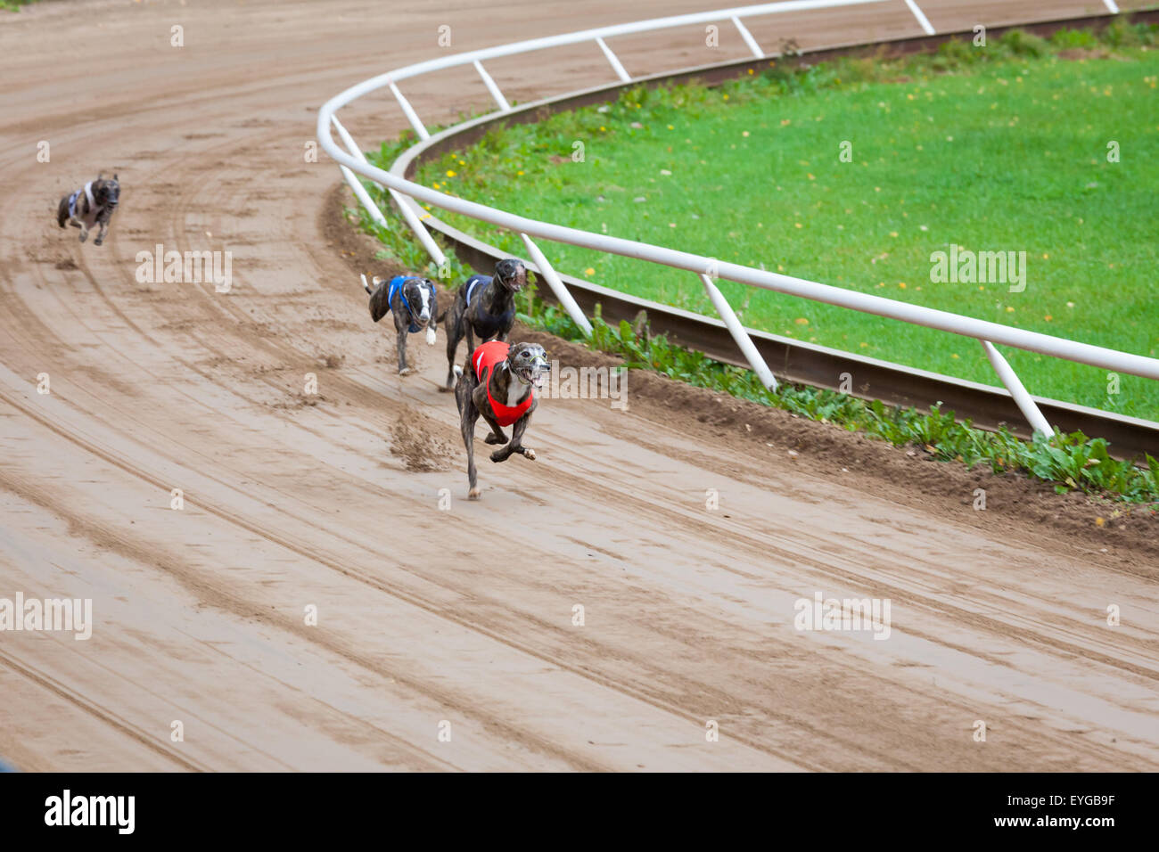 Greyhound dogs racing Stock Photo - Alamy