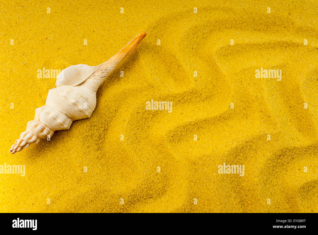 Bumpy shell hi-res stock photography and images - Alamy