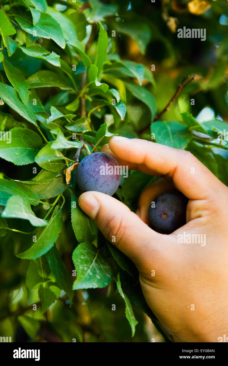Greece, Halkidiki, Plum tree; Ierissos Stock Photo - Alamy