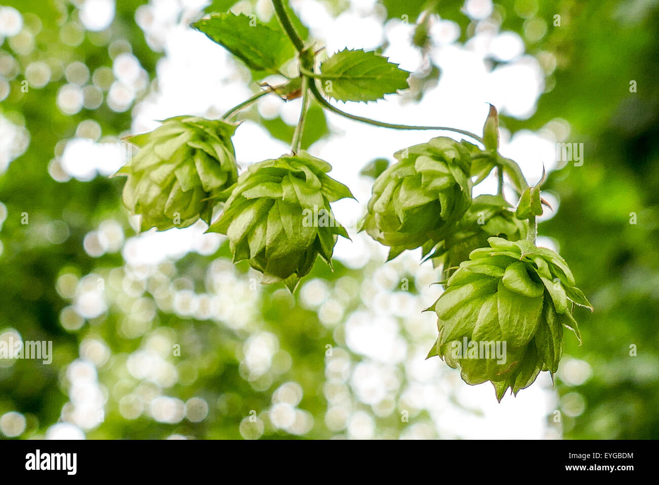 Hop growing region hi-res stock photography and images - Alamy