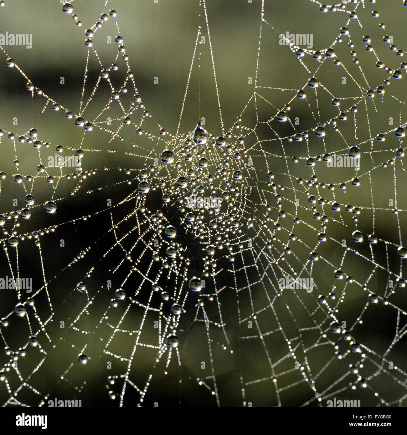 Radspinnennetze hi-res stock photography and images - Alamy
