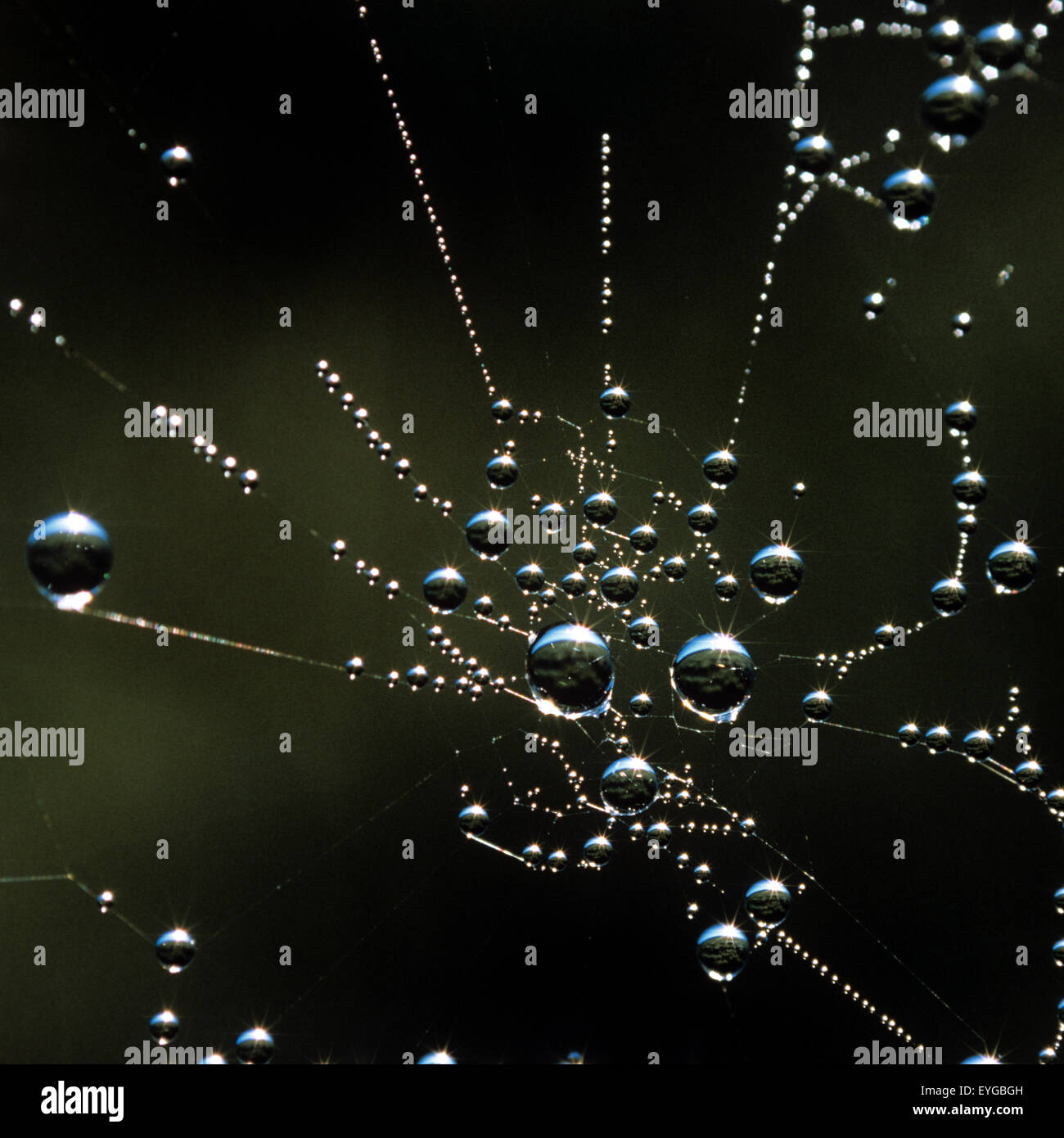 Spinnennetz hi-res stock photography and images - Alamy